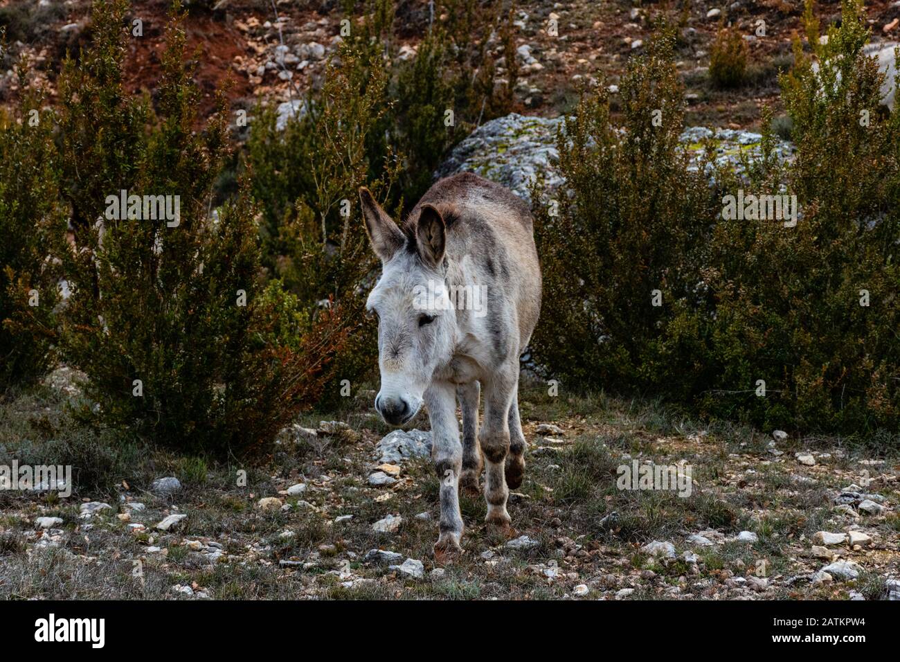 Slow donkey hi-res stock photography and images - Alamy
