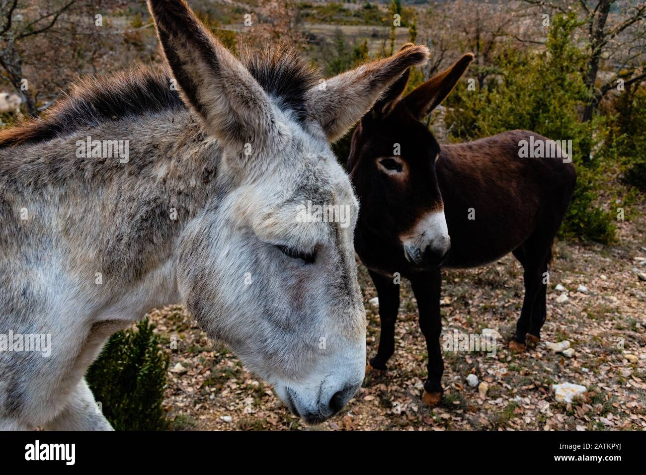 Donkey heads hi-res stock photography and images - Alamy