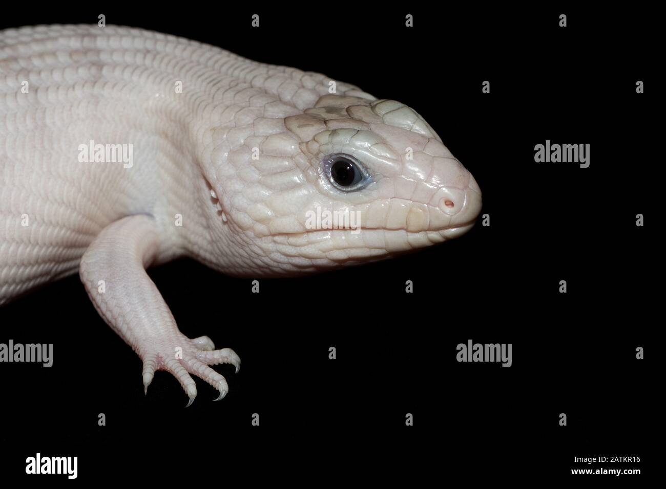Anery Blue-tongue Lizard Stock Photo - Alamy