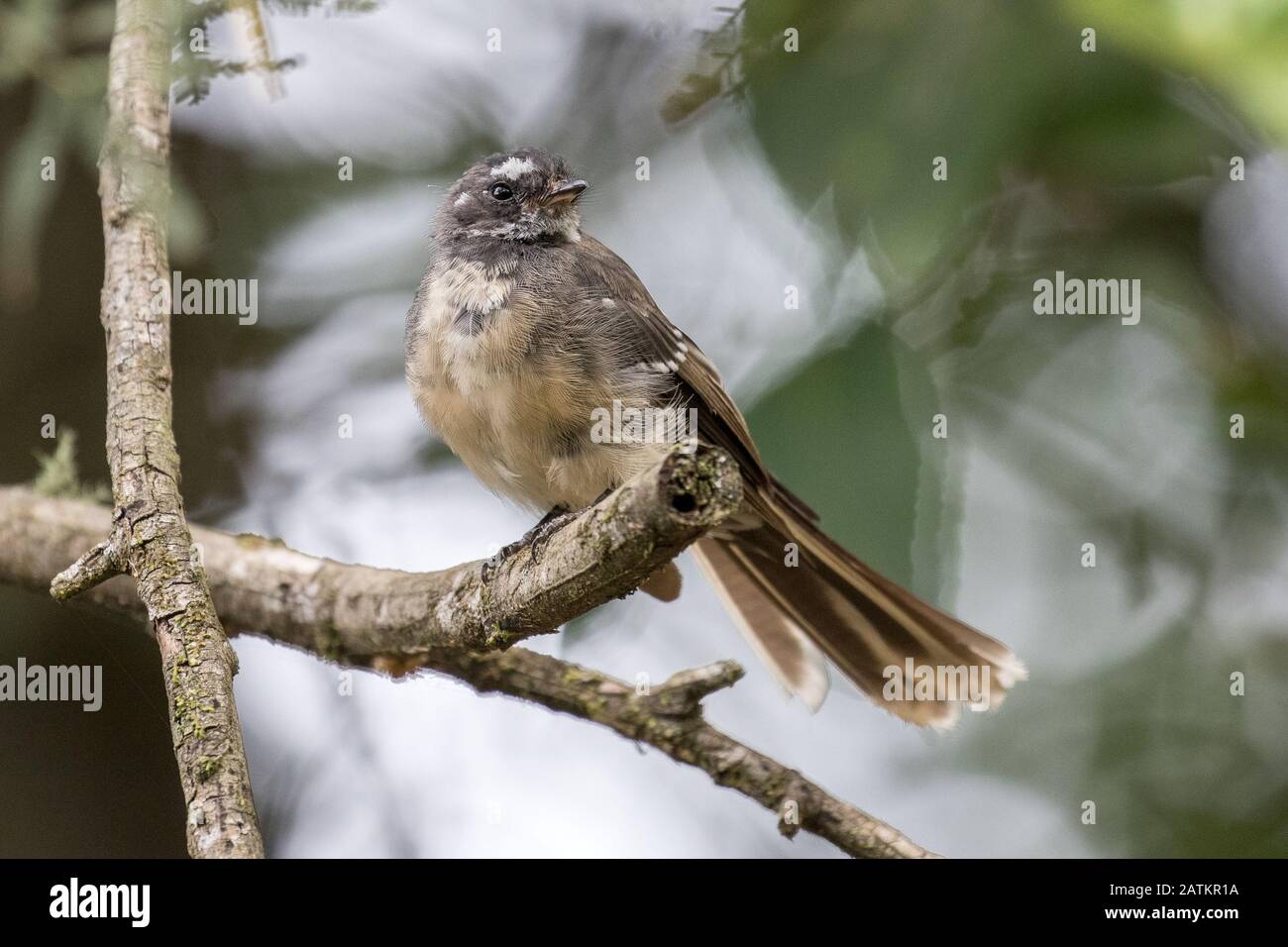 The grey fantail hi-res stock photography and images - Alamy