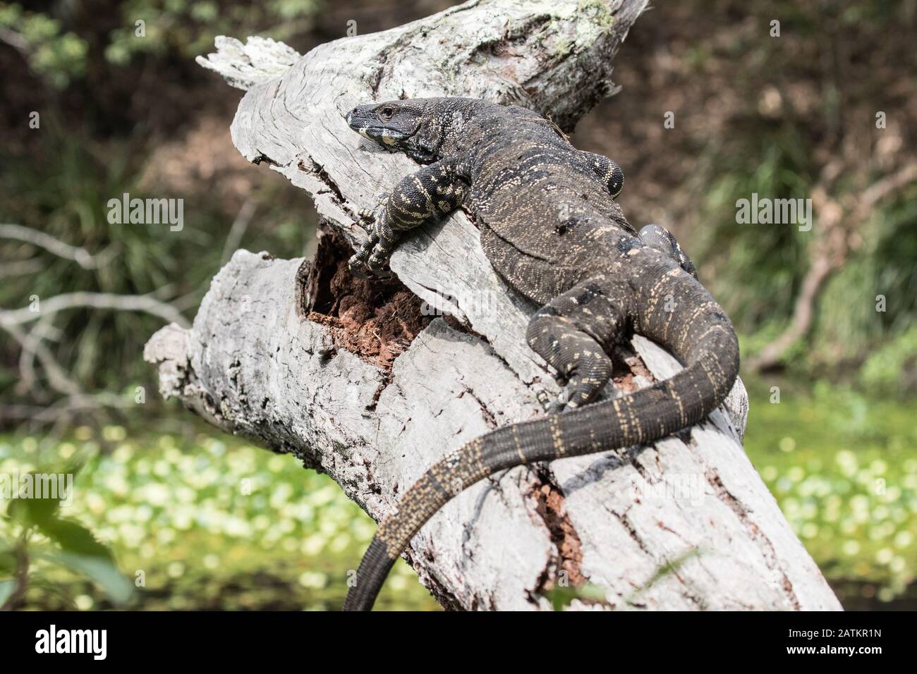 Lace Monitor basking on log Stock Photo - Alamy