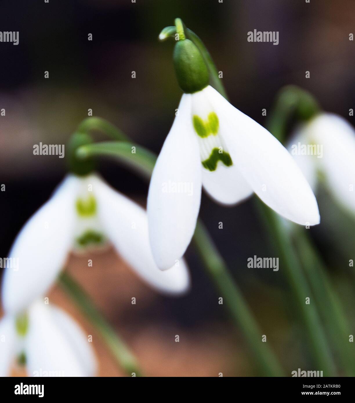 Armine hi-res stock photography and images - Alamy