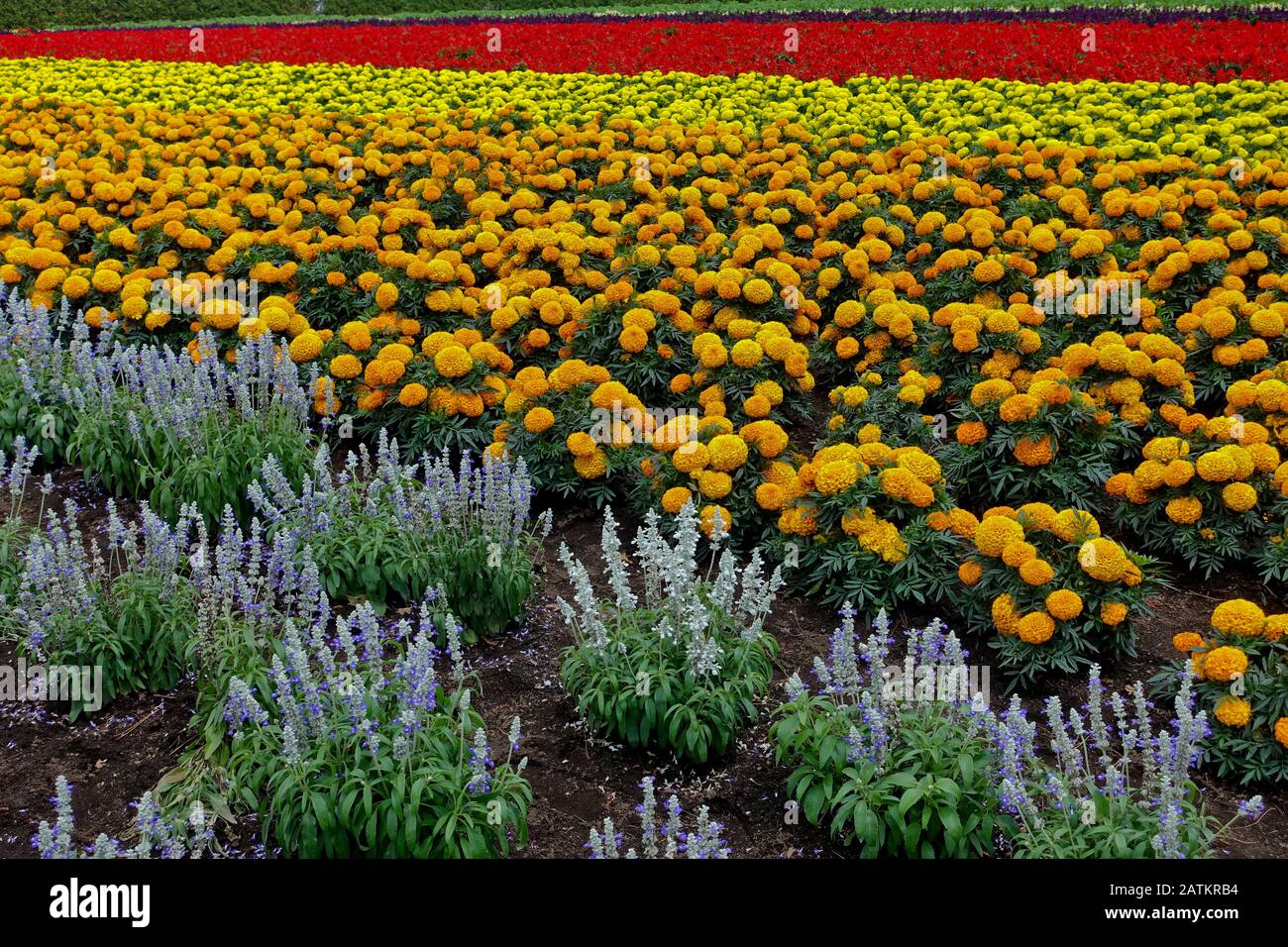 Farm Tomita,in Furano, Hokkaido, displays a wide array of flowers but ...
