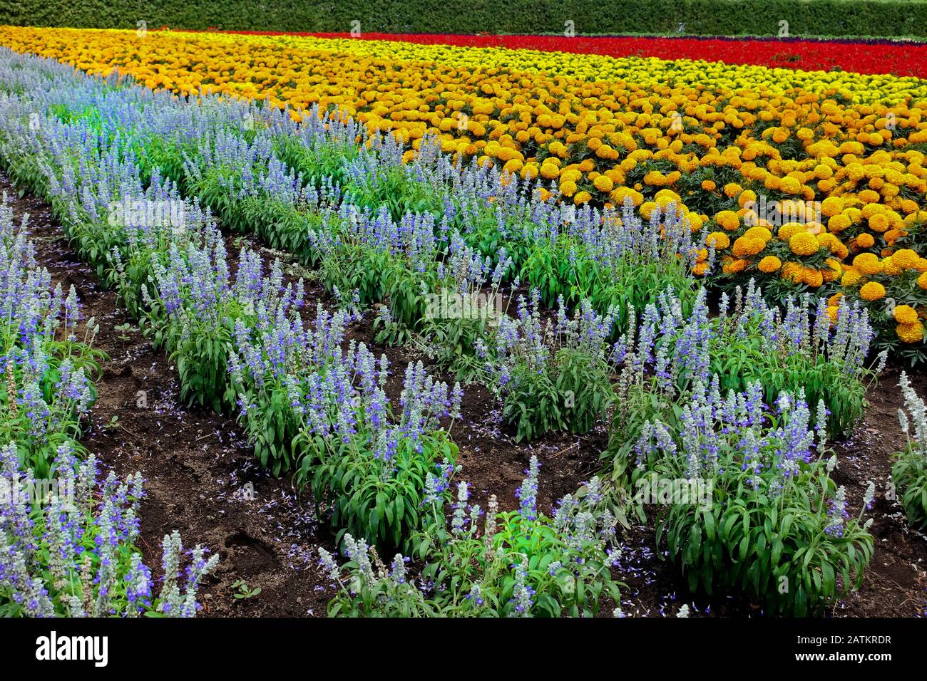 Farm Tomita,in Furano, Hokkaido, displays a wide array of flowers but ...