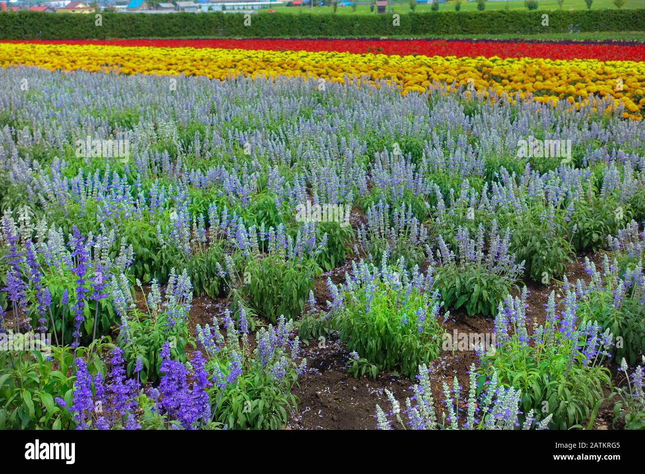 Farm Tomita,in Furano, Hokkaido, displays a wide array of flowers but ...