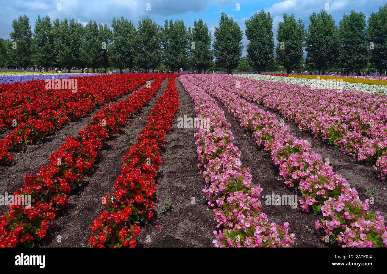 Farm Tomita,in Furano, Hokkaido, displays a wide array of flowers but ...