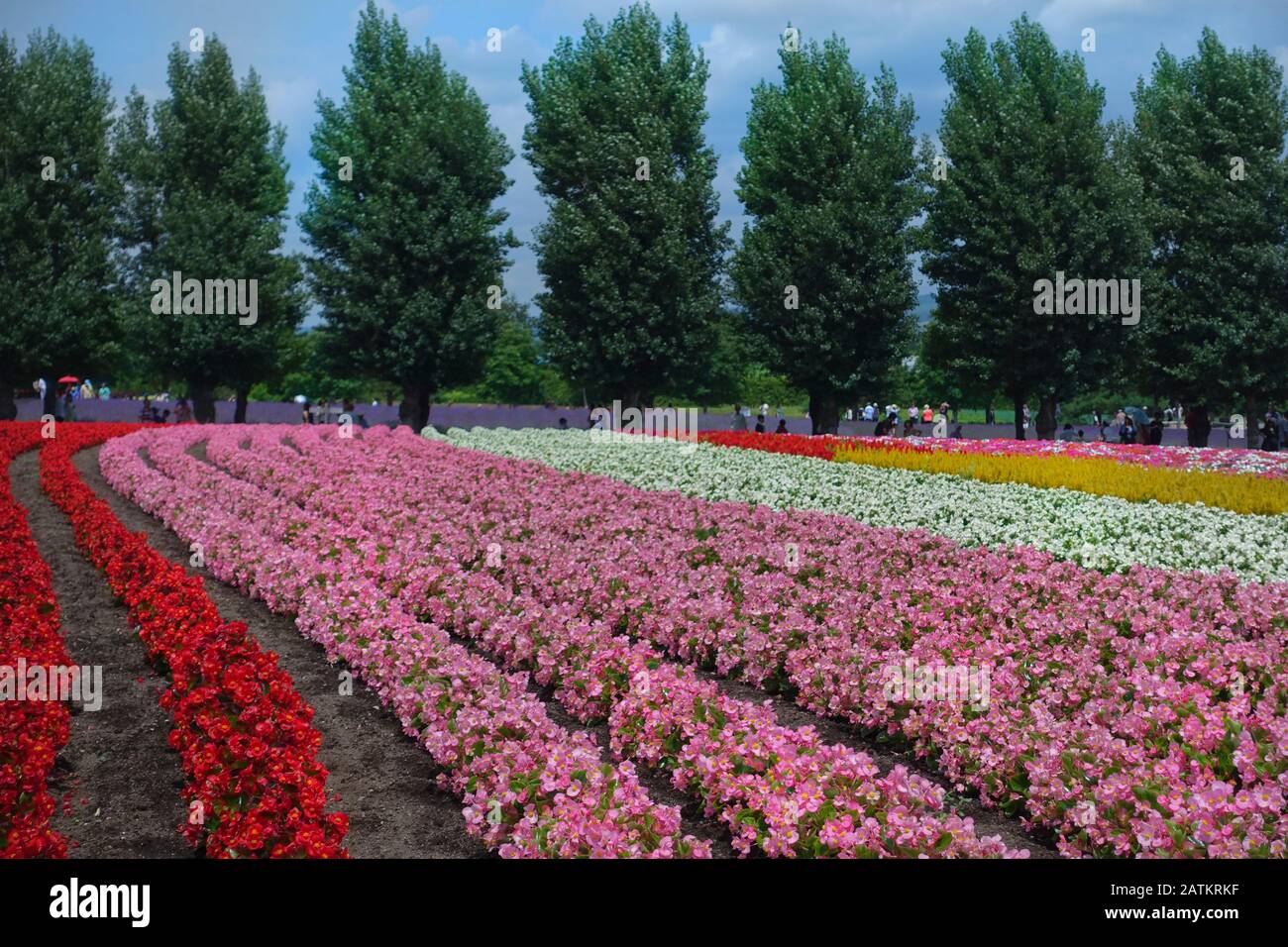 Farm Tomita,in Furano, Hokkaido, displays a wide array of flowers but ...
