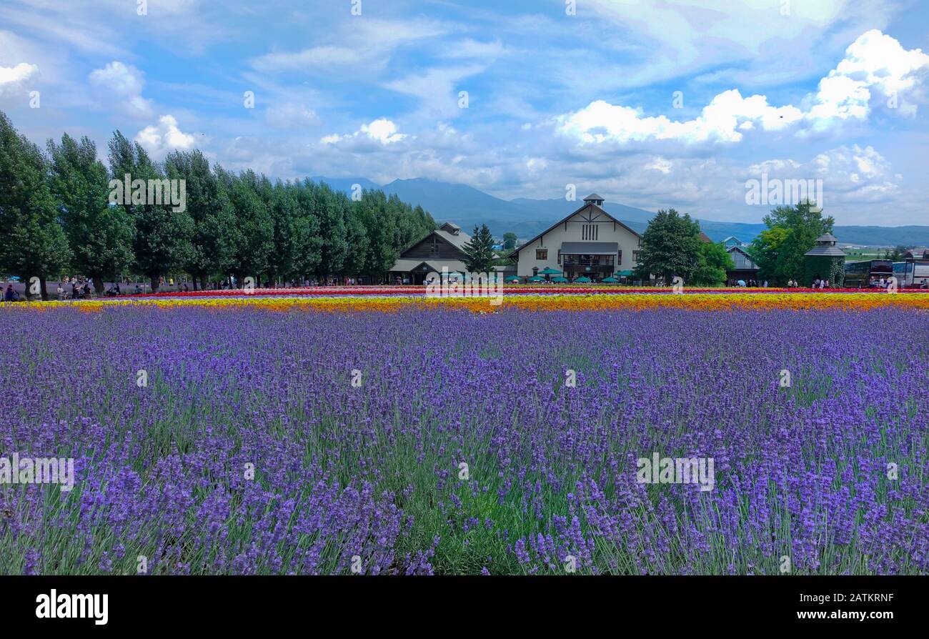 Japan flower fields hi-res stock photography and images - Alamy
