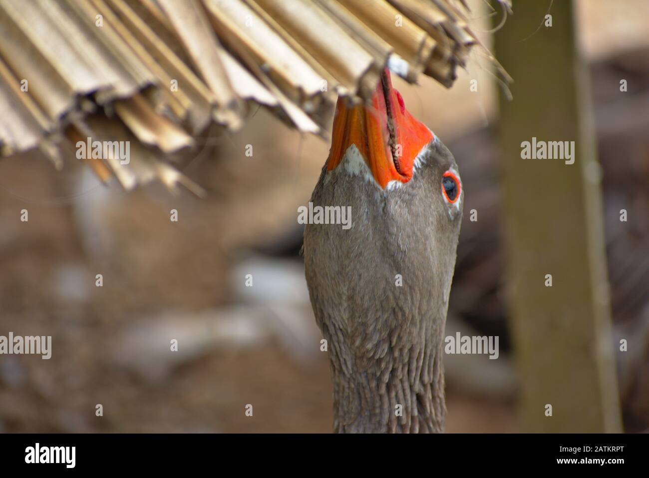 Nibbling birds hi-res stock photography and images - Alamy