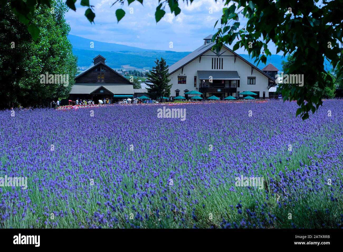 Hokkaido japan furano valley hi-res stock photography and images - Alamy