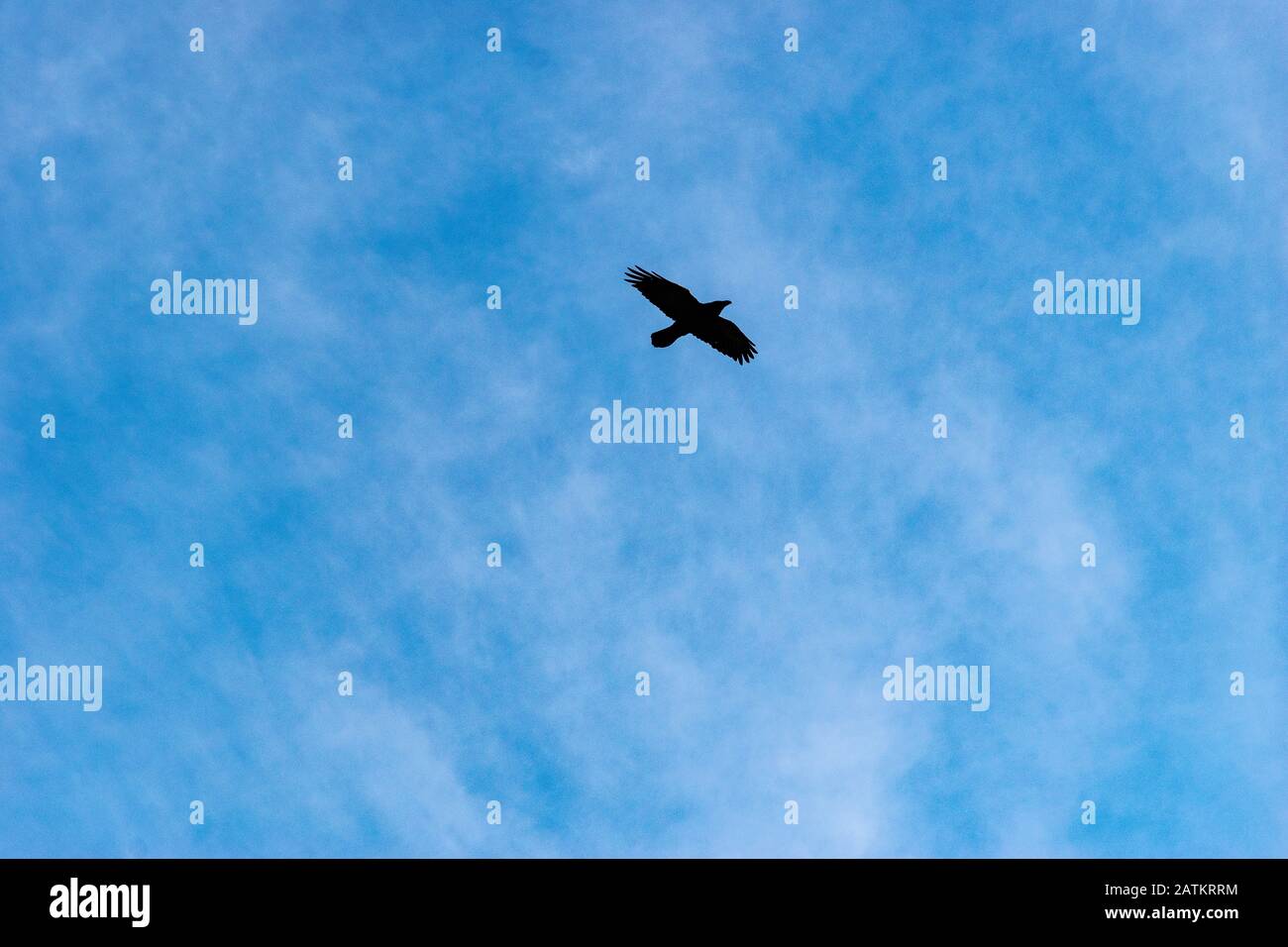Predator of the sky hi-res stock photography and images - Alamy
