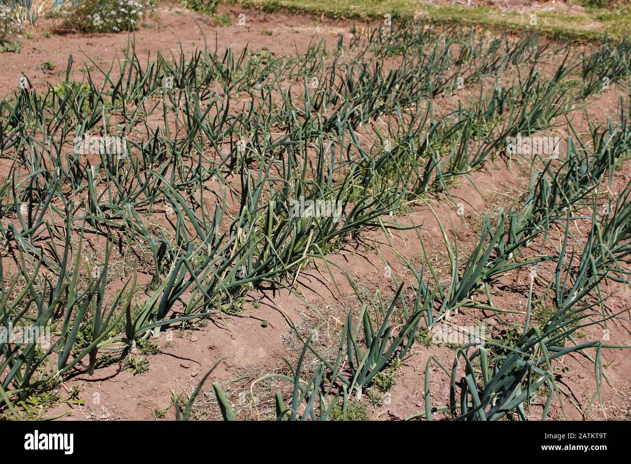 Vegetable Plantation - Onion Farm Field Stock Photo - Alamy
