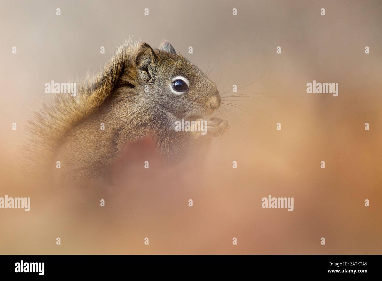 Red Squirrel feeding amongst autumn leaves in Wyoming, USA Stock Photo ...