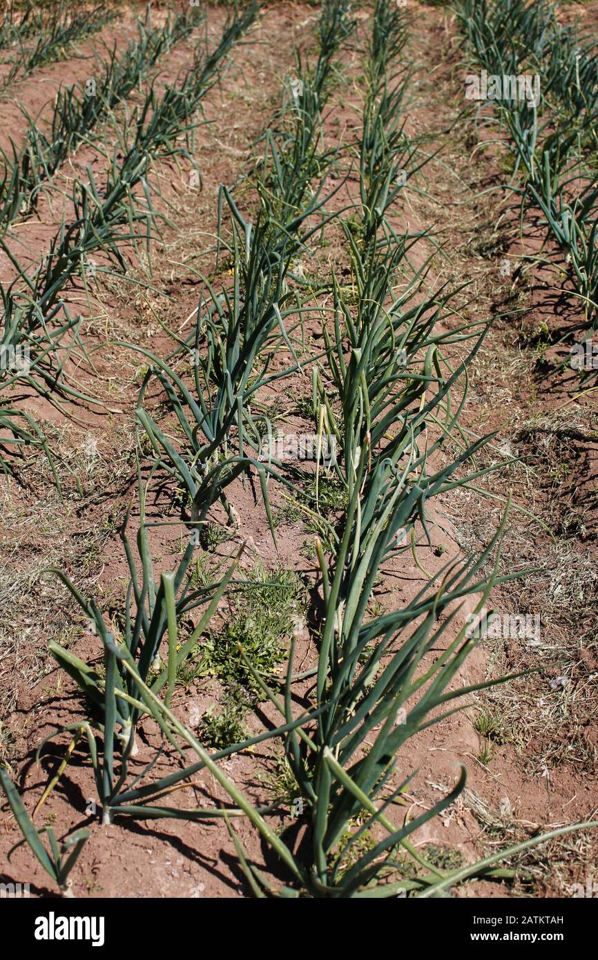 Vegetable Plantation - Onion Farm Field Stock Photo - Alamy
