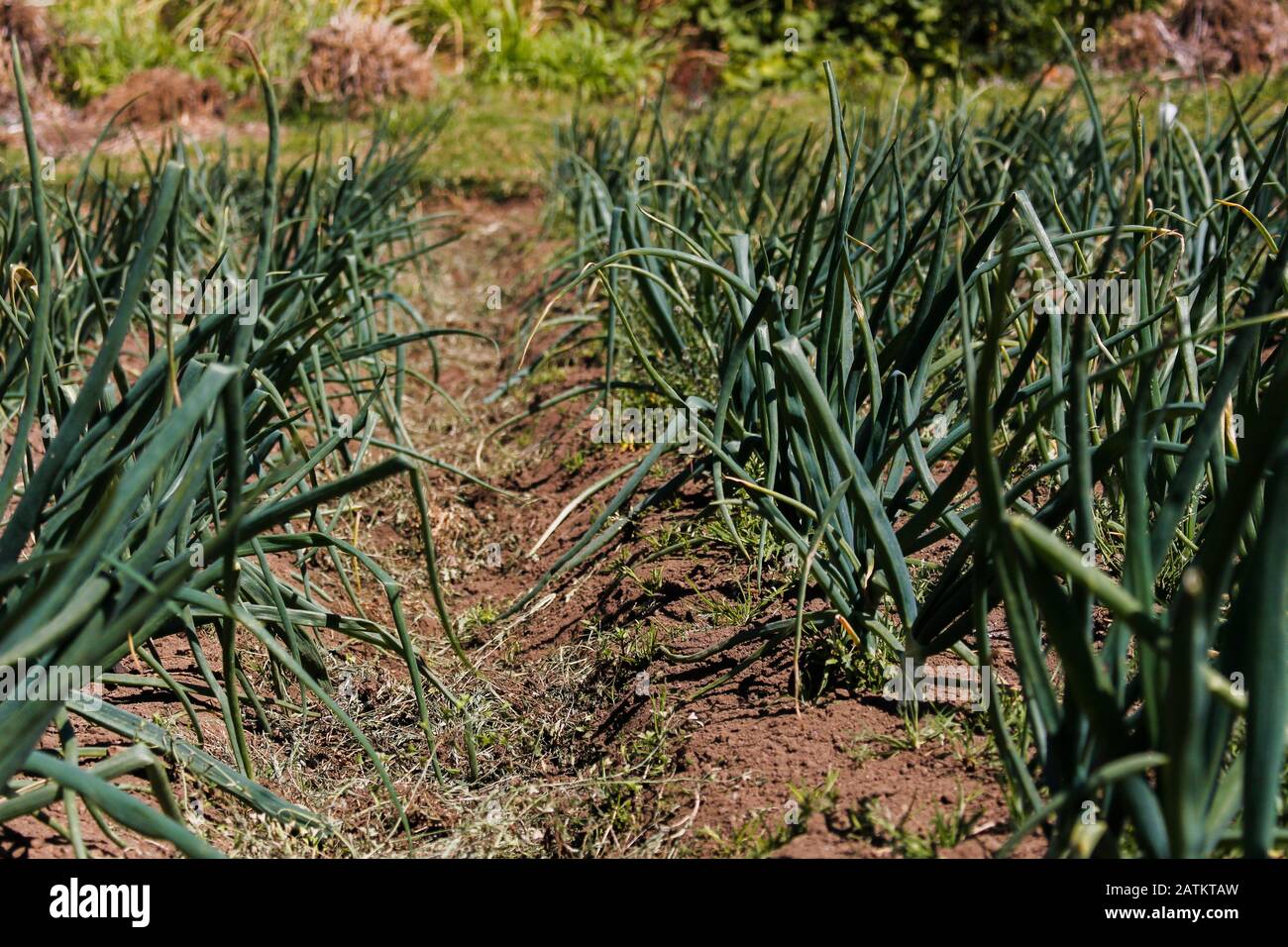 Onion farm hi-res stock photography and images - Alamy