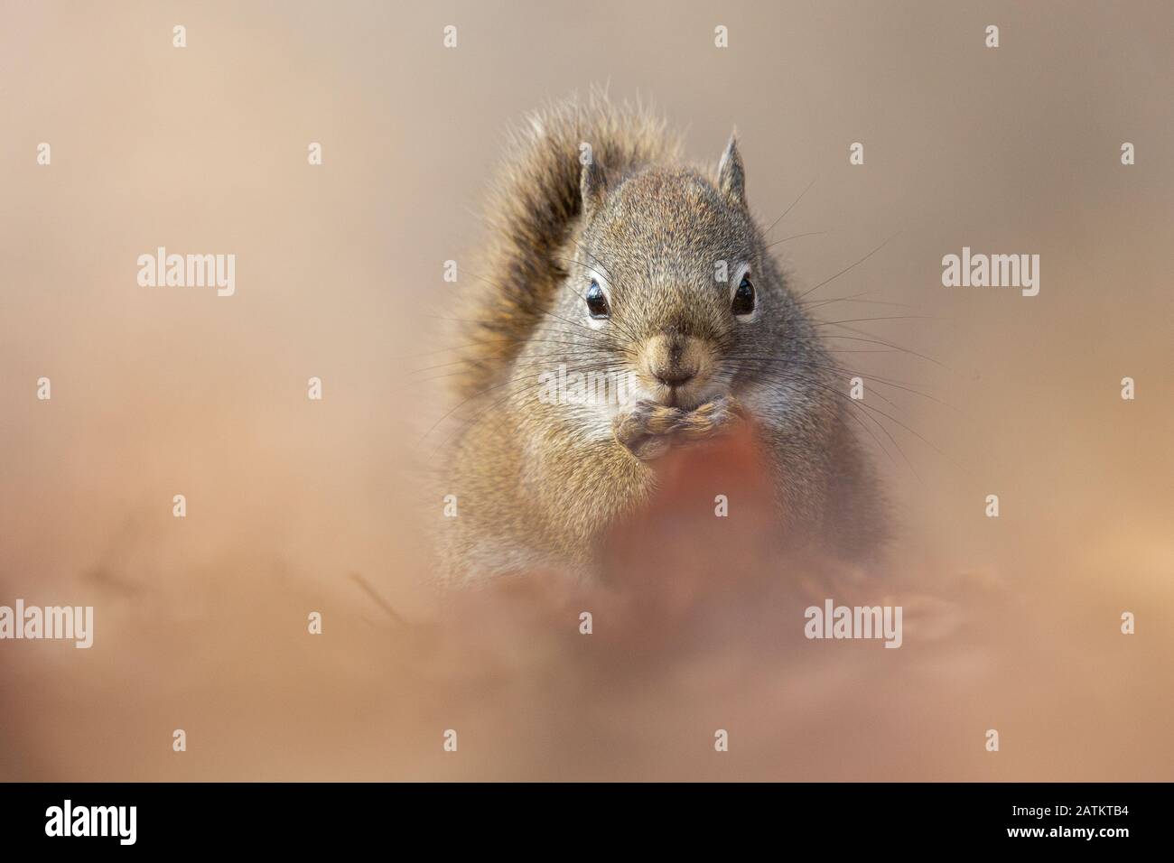 Wyoming fauna hi-res stock photography and images - Alamy