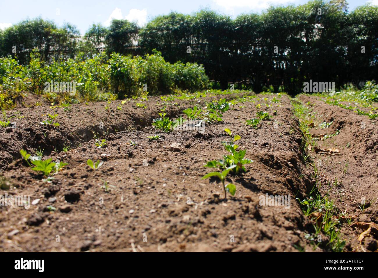 Growing organic vegetable plantation Stock Photo - Alamy