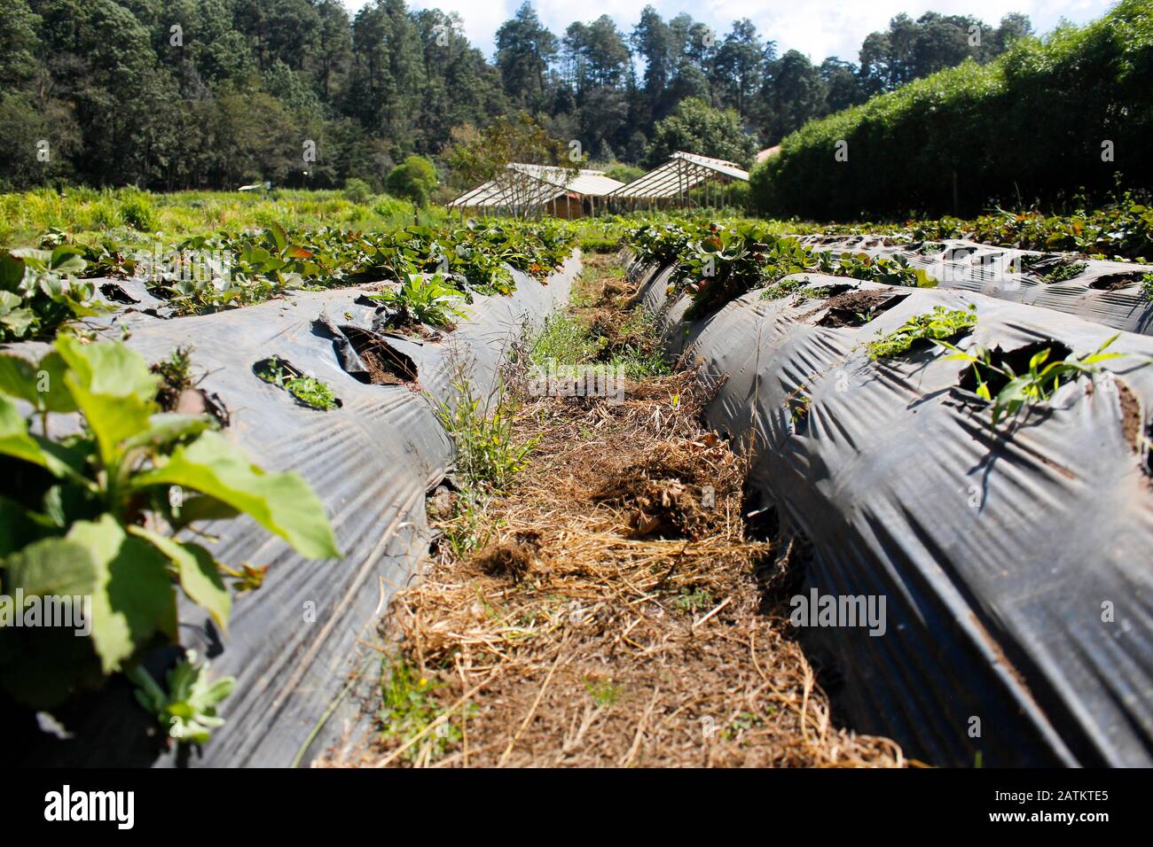 Strawberry cultivation in the field using a black nylon Stock Photo - Alamy