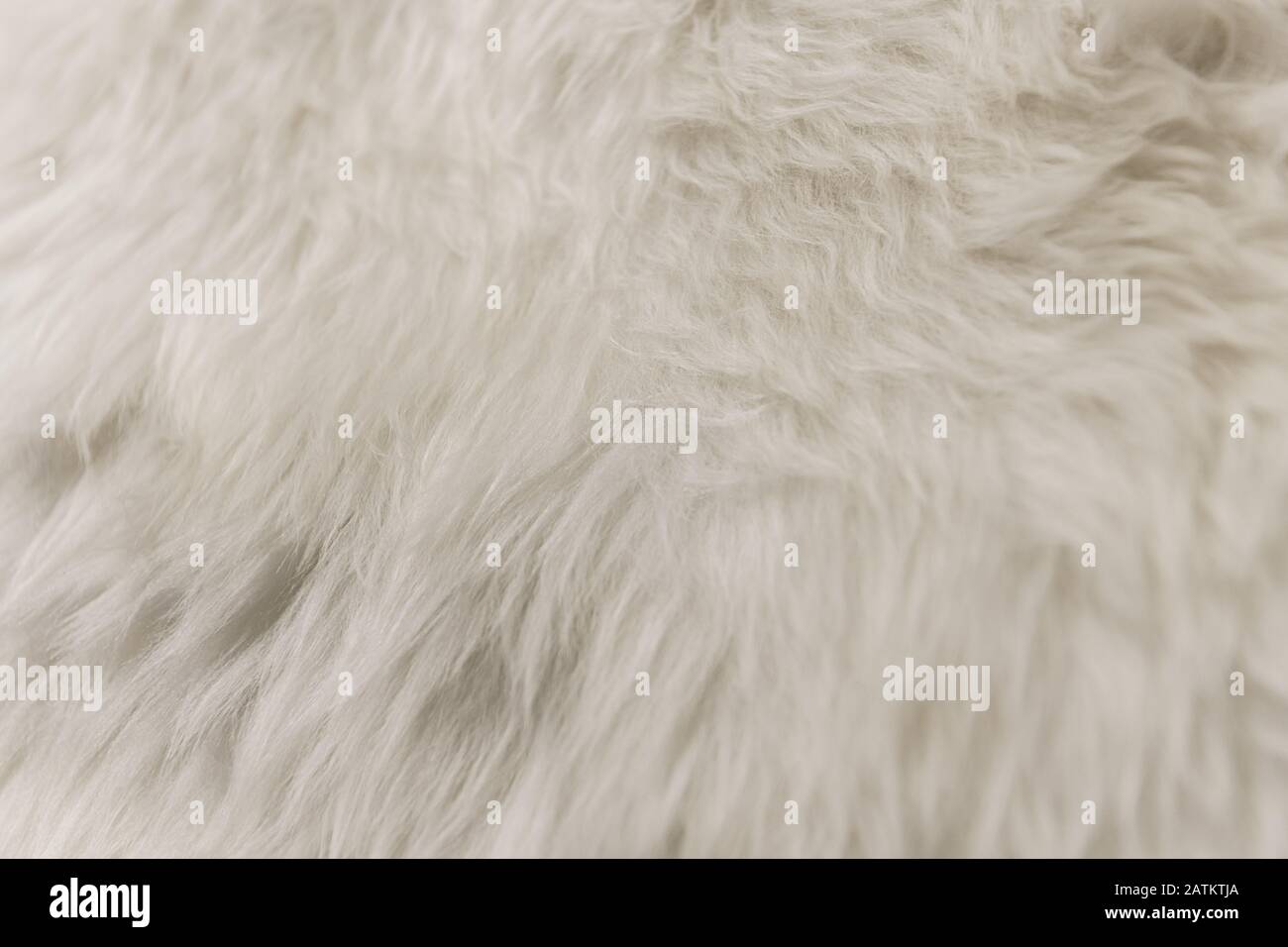 White bear skin rug hi-res stock photography and images - Alamy