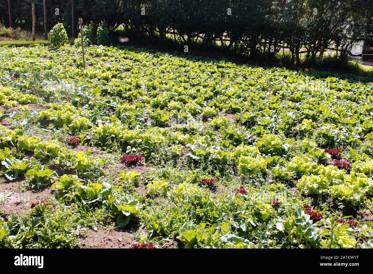 Organic vegetable plantation on farm Stock Photo - Alamy