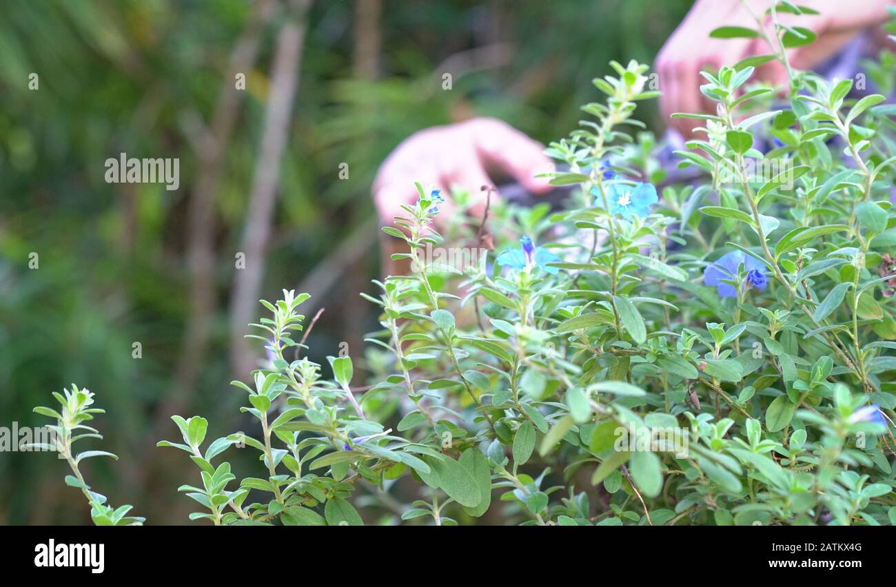Blue Diamond flowers in a pot with female hands with scissors at the ...