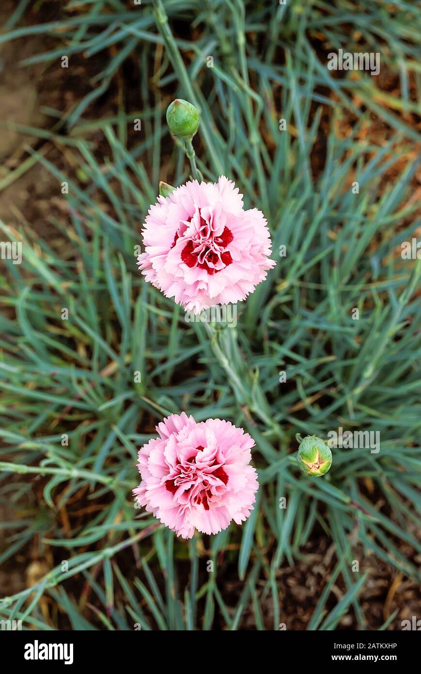Close up of Dianthus Doris flowers and buds set against background of ...