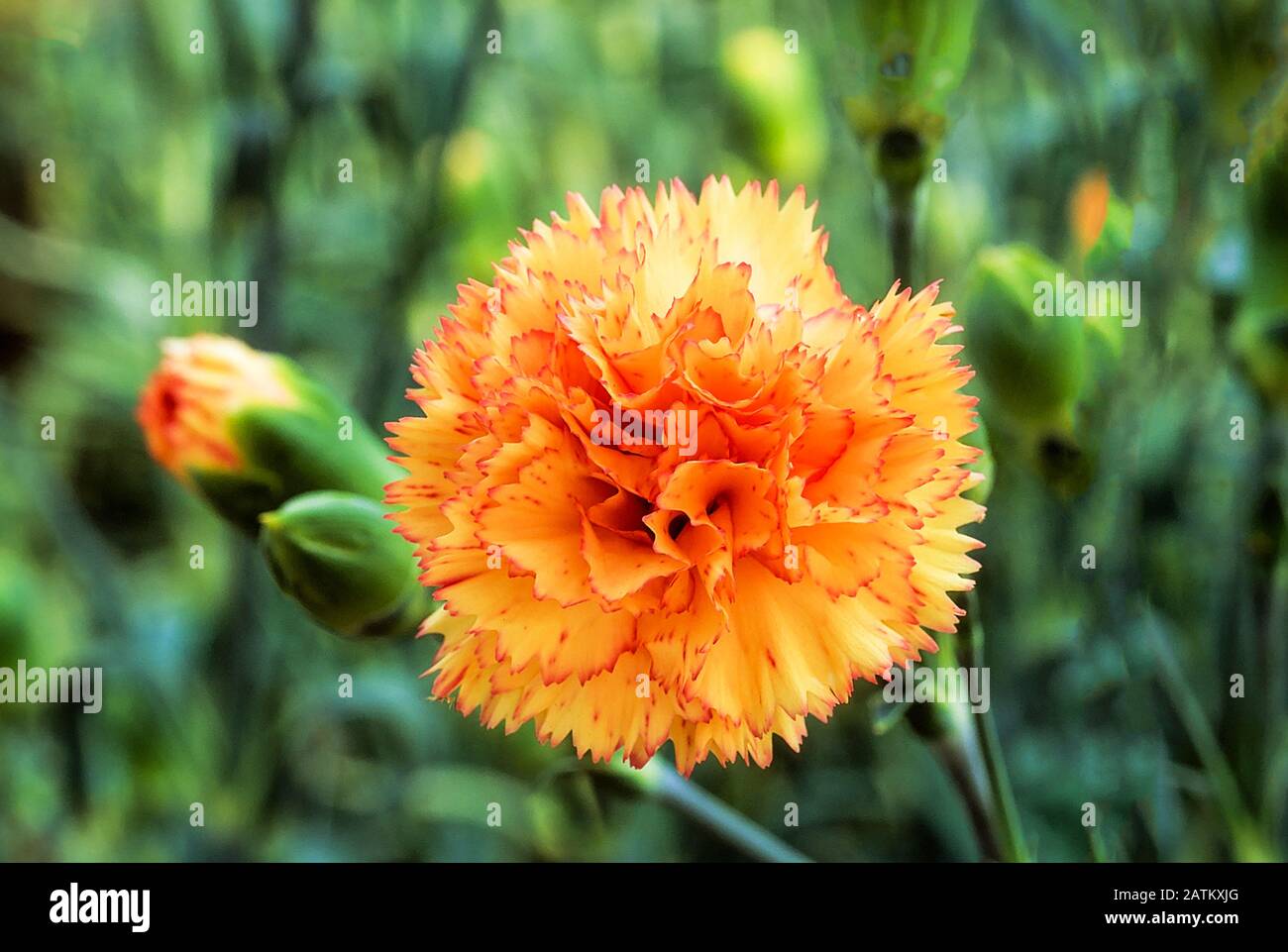 Dianthus Libra with flower and buds in close up .An evergreen perennial ...