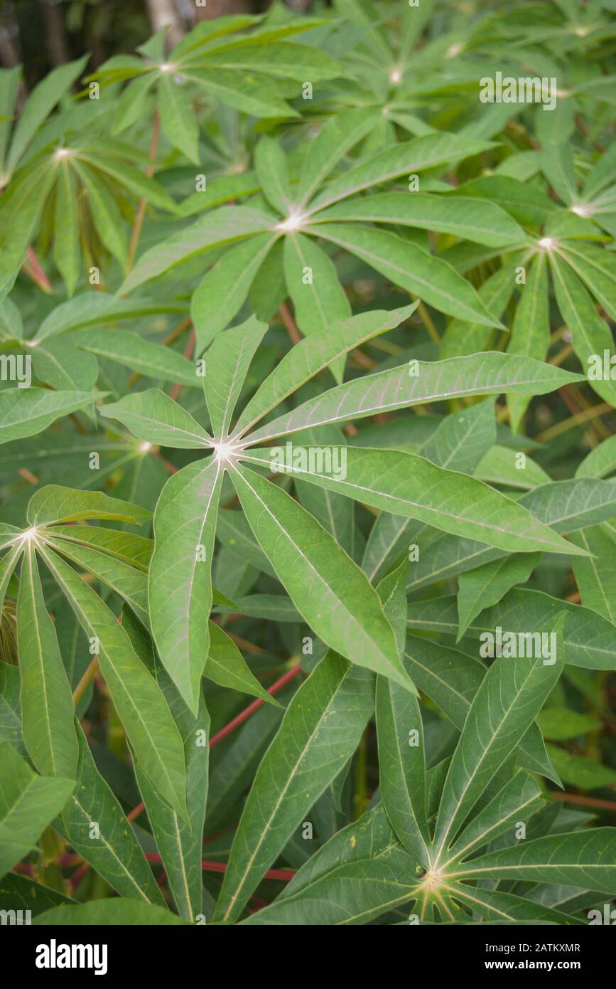 Close-up detail from leaves of a cassava manioc plant at a farm in ...