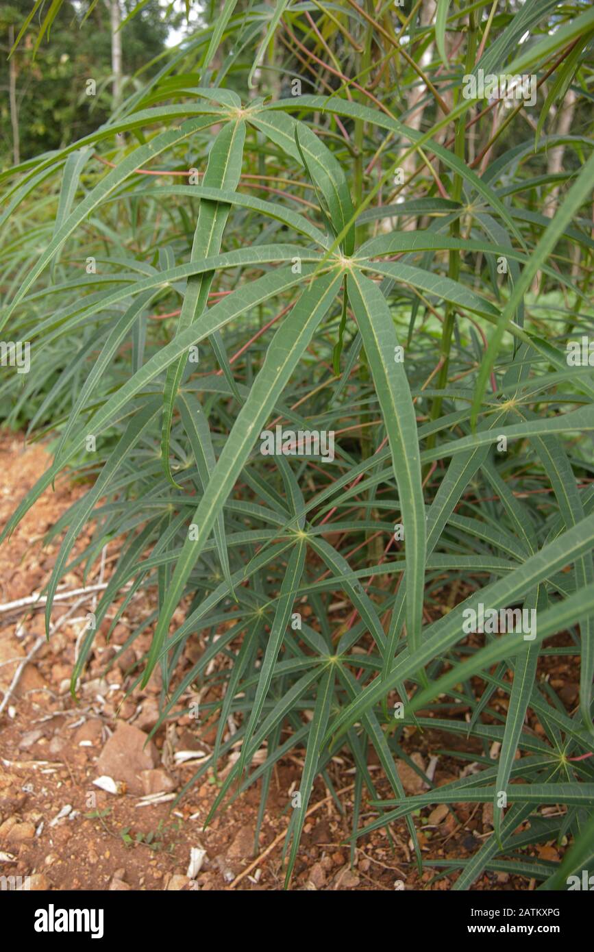 Close-up detail from leaves of a cassava manioc plant at a farm in ...