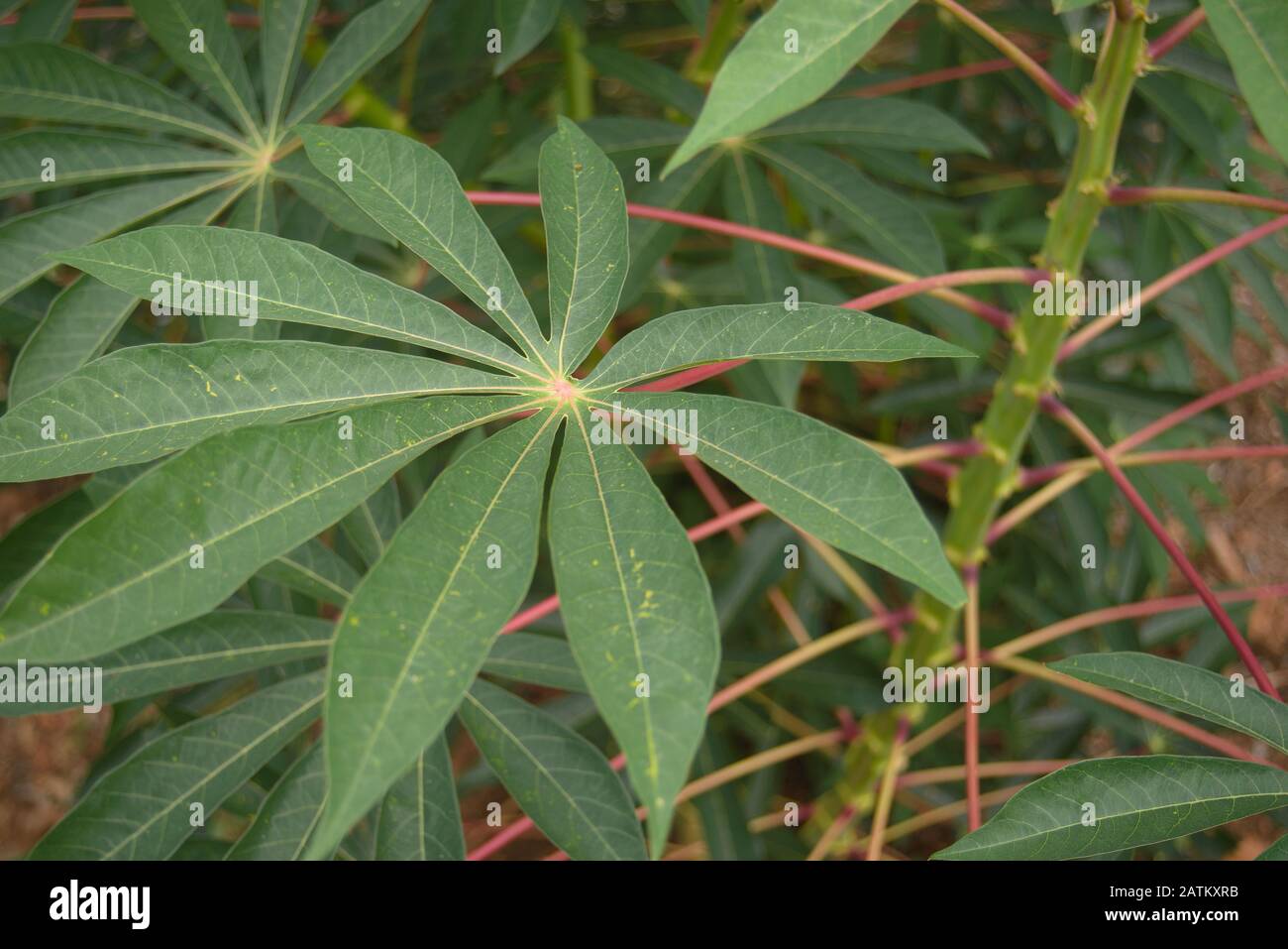 Close-up detail from leaves of a cassava manioc plant at a farm in ...