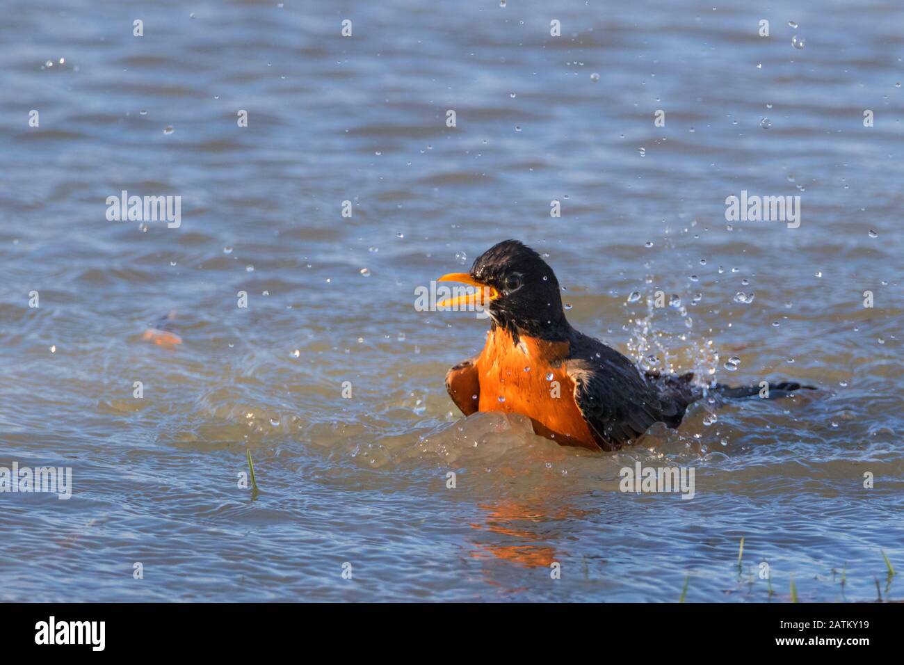 American Robin bird bathing in a big splash of water Stock Photo - Alamy