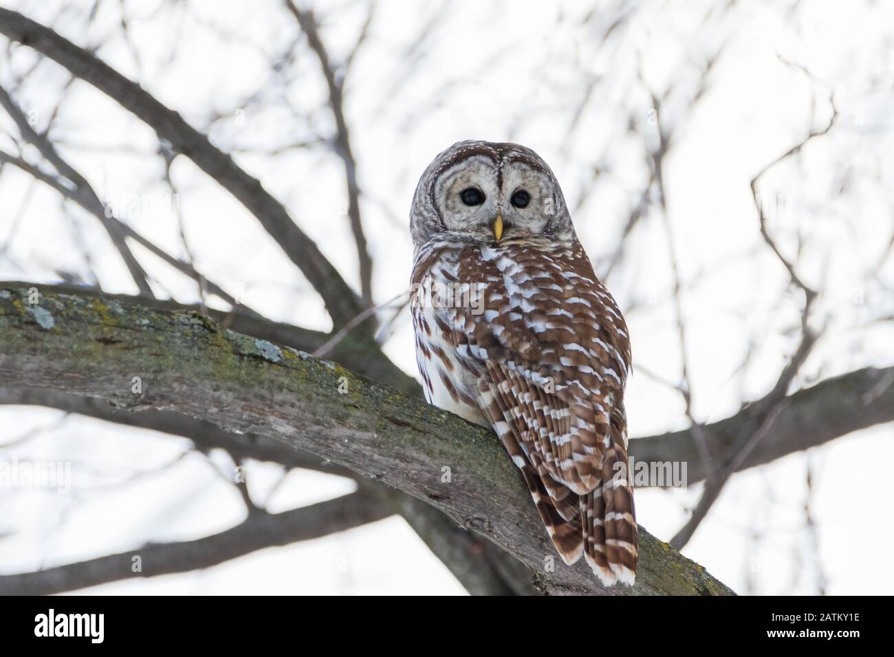 Barred Owl perching on tree limb in forest against white sky background ...