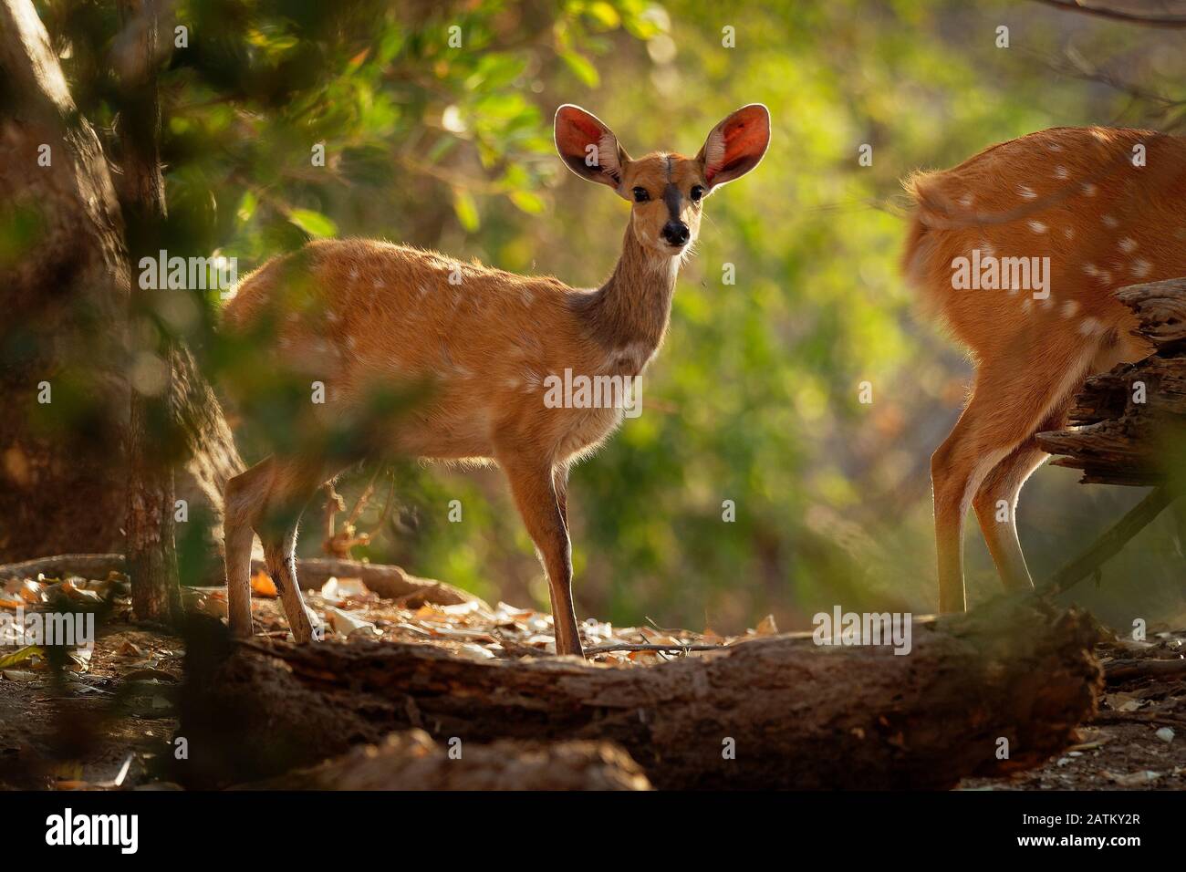 Cape Bushbuck - Tragelaphus scriptus is a widespread species of ...