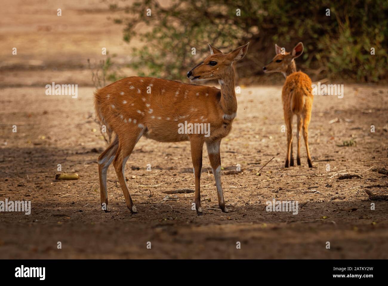 Cape Bushbuck - Tragelaphus scriptus is a widespread species of ...