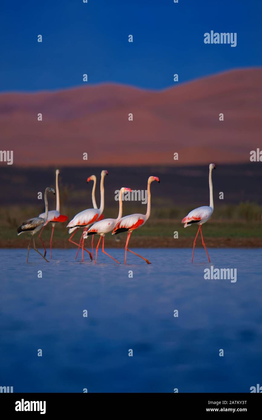 Greater Flamingo - Phoenicopterus roseus the most widespread and ...
