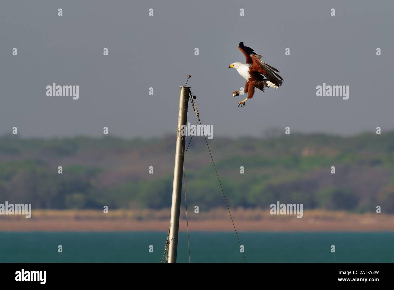 African Fish-eagle - Haliaeetus vocifer large species of white and ...