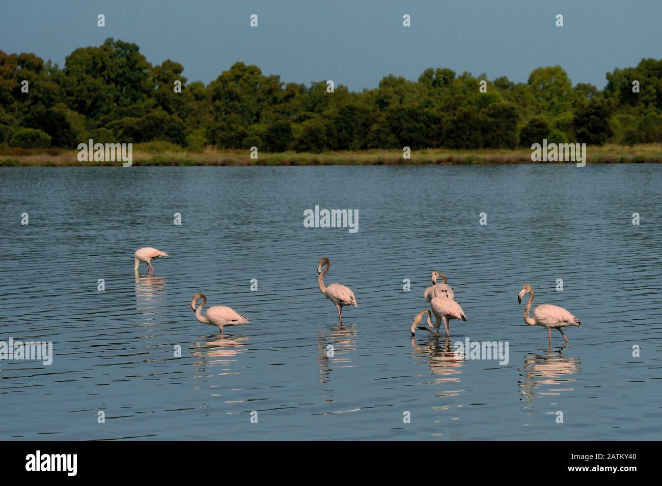 Greater Flamingo - Phoenicopterus roseus the most widespread and ...