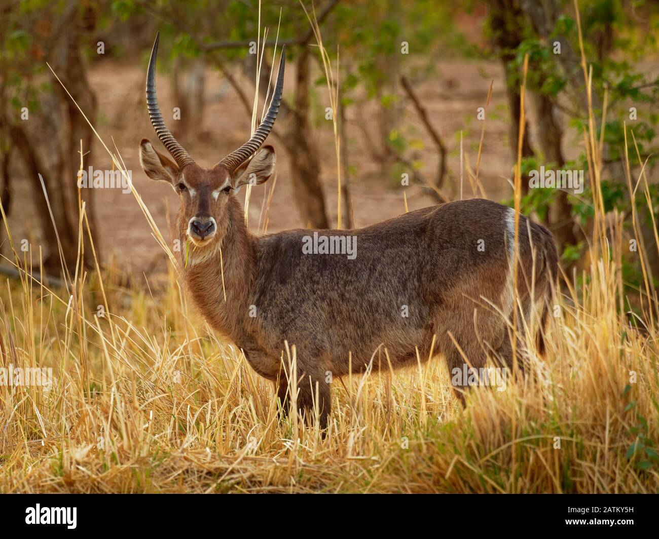 Water bush wildlife mammal mammals animal animals herbivores herbivore ...