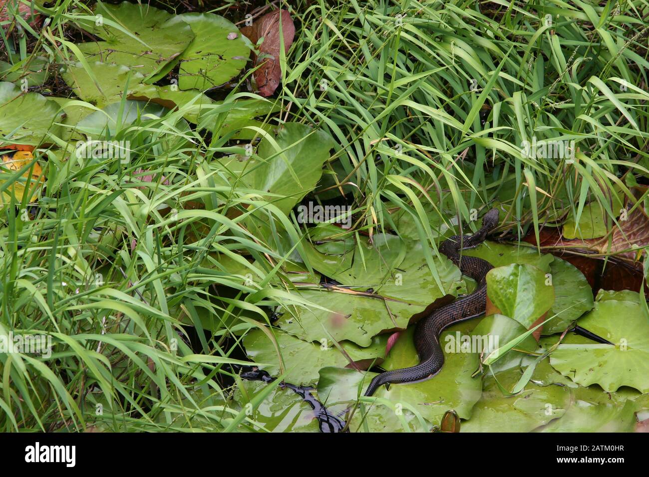 Water viper hi-res stock photography and images - Alamy