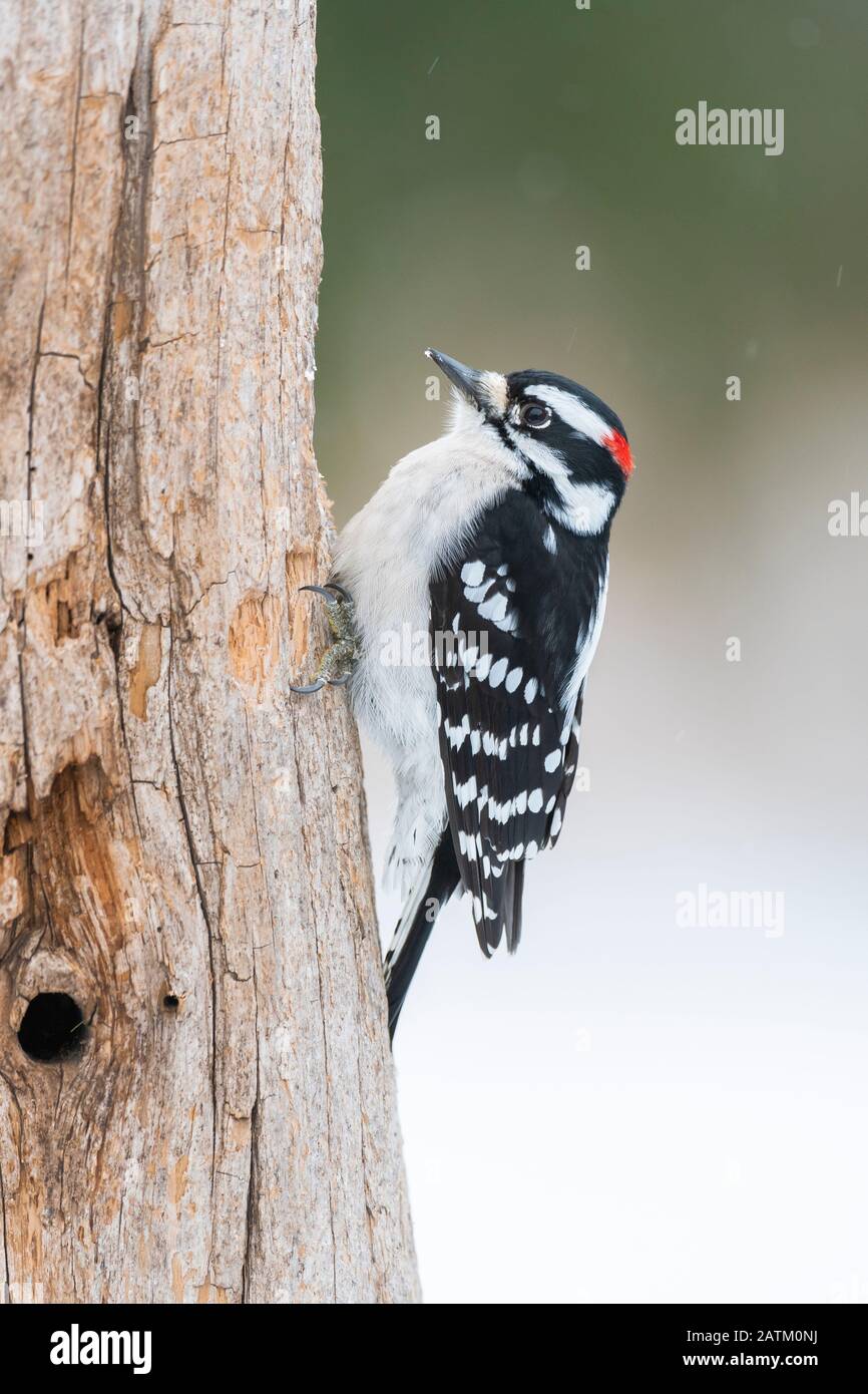 Downy woodpecker (Picoides pubescens), resident bird, Winter, E North ...