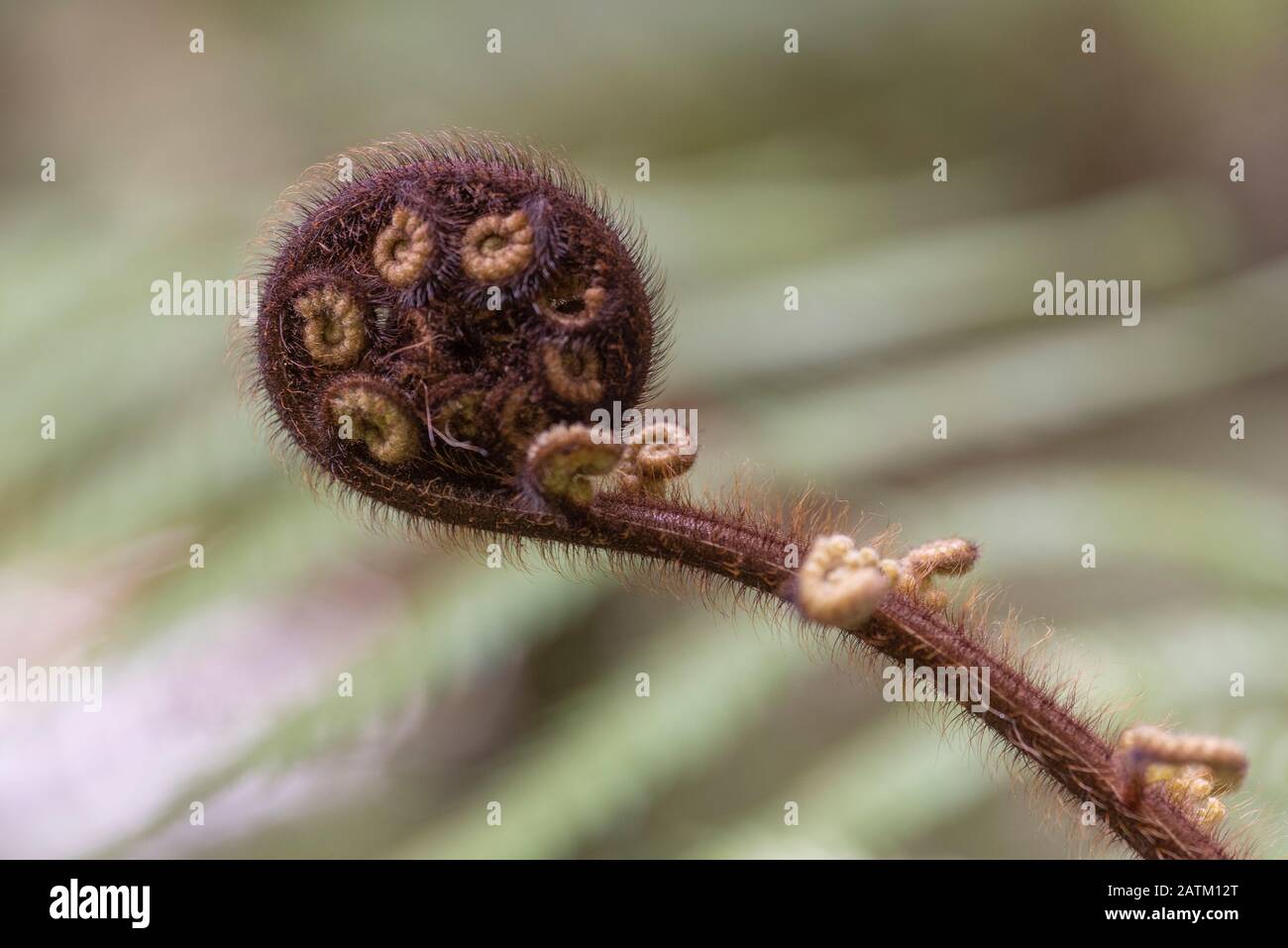 New Zealand Tree Fern Koru Stock Photo - Alamy