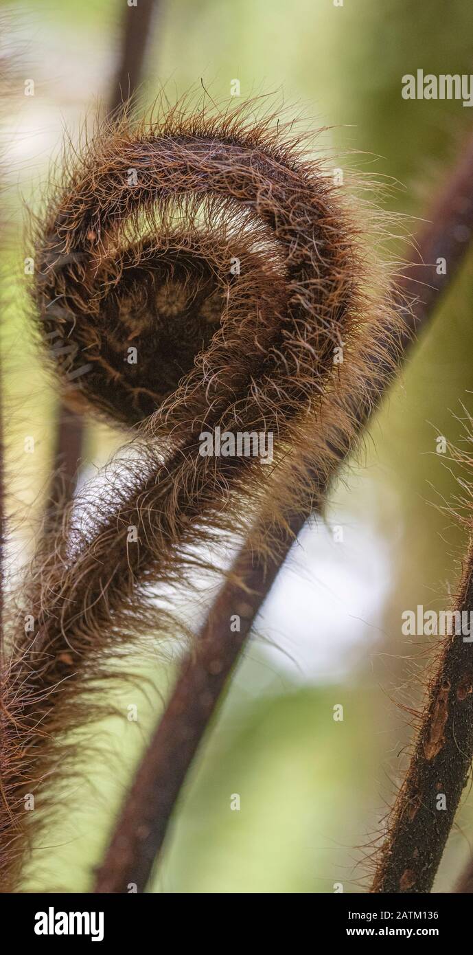 New Zealand Tree Fern Koru Stock Photo - Alamy