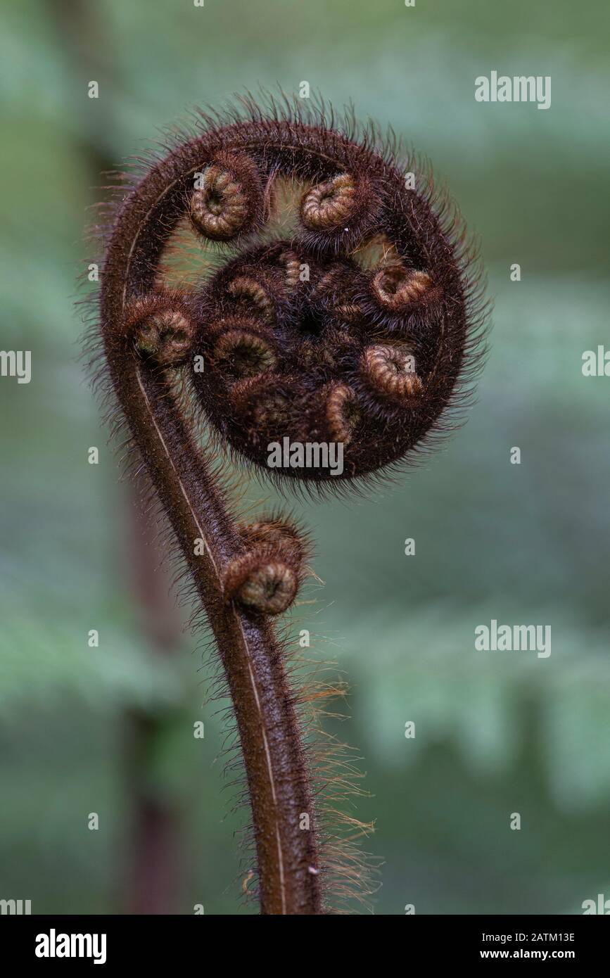New Zealand Tree Fern Koru Stock Photo - Alamy