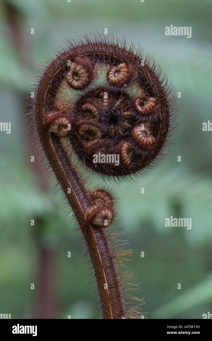 New zealand fern koru hi-res stock photography and images - Alamy