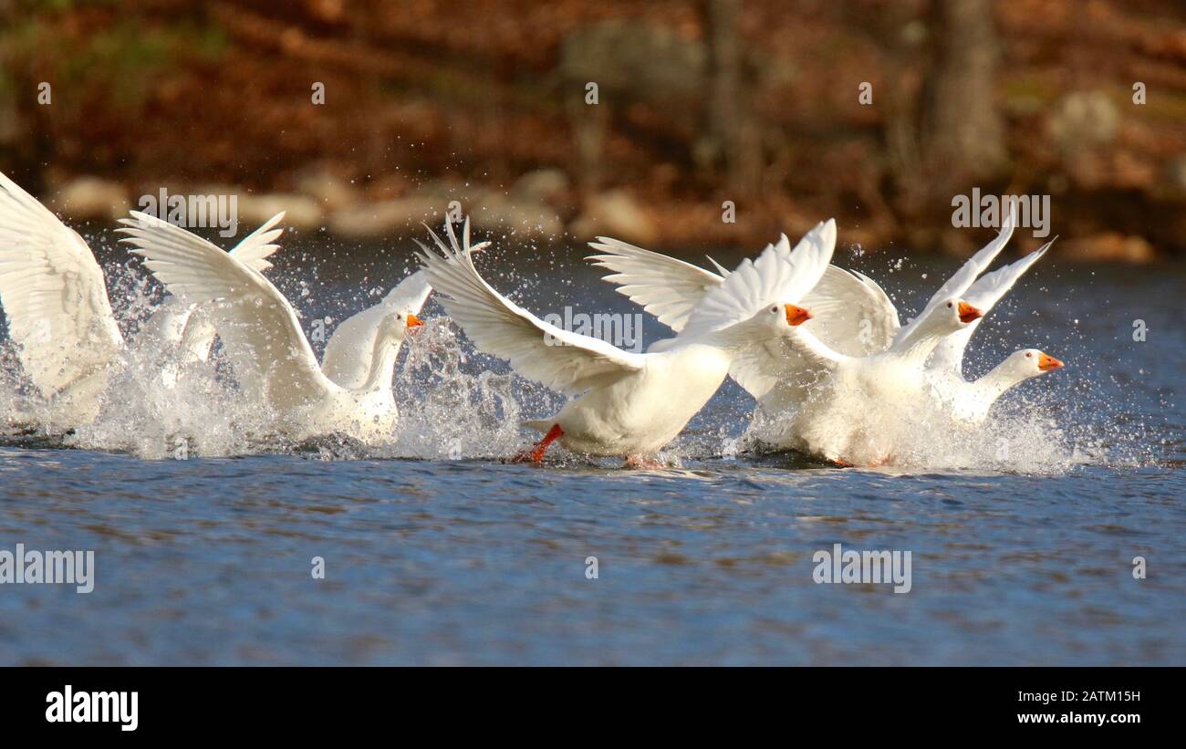 Animals birds splashing in water hi-res stock photography and images ...