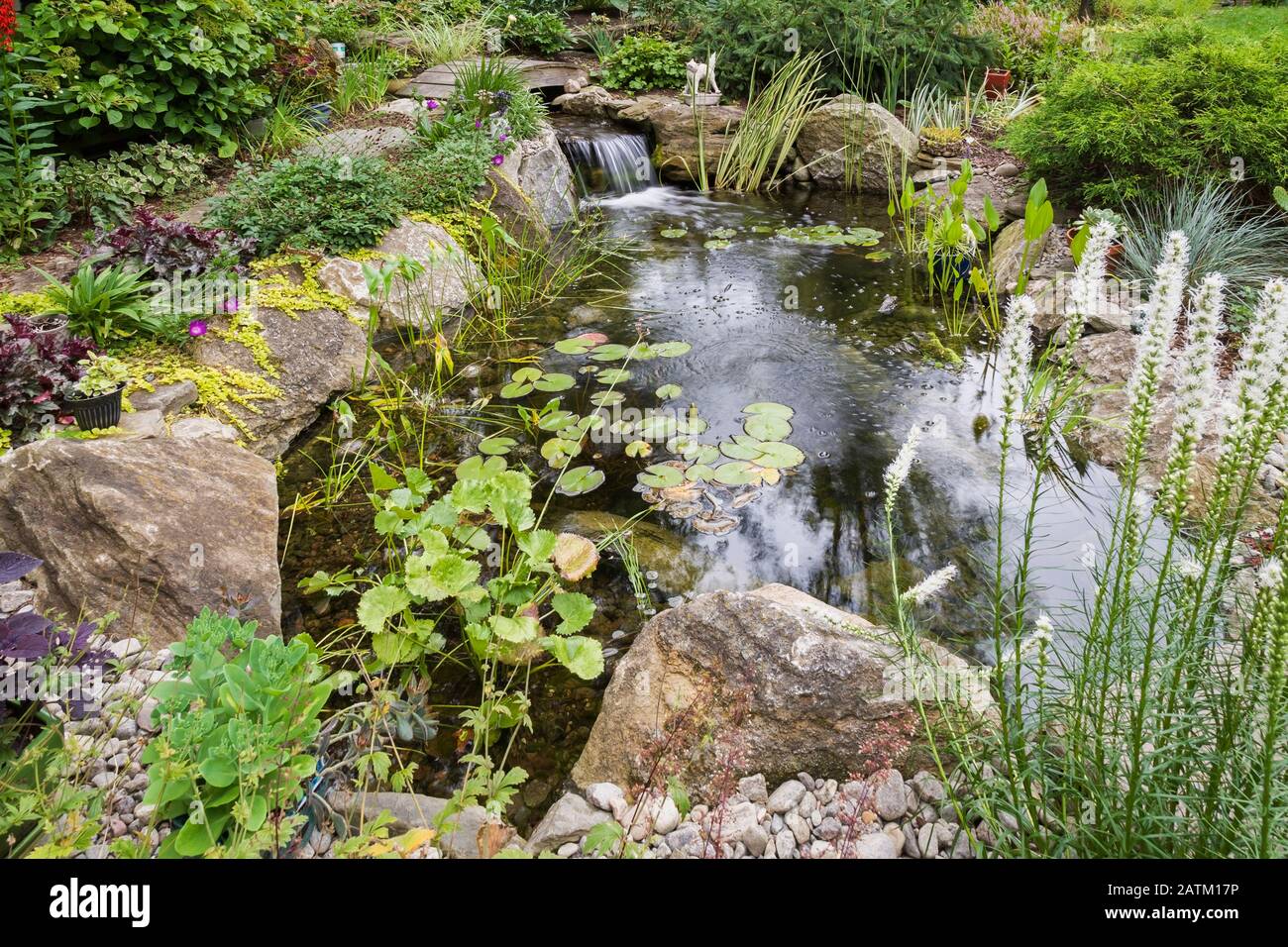 Nymphaea - Waterlily pads, Acorus calamus 'Variegatus in rock edged ...