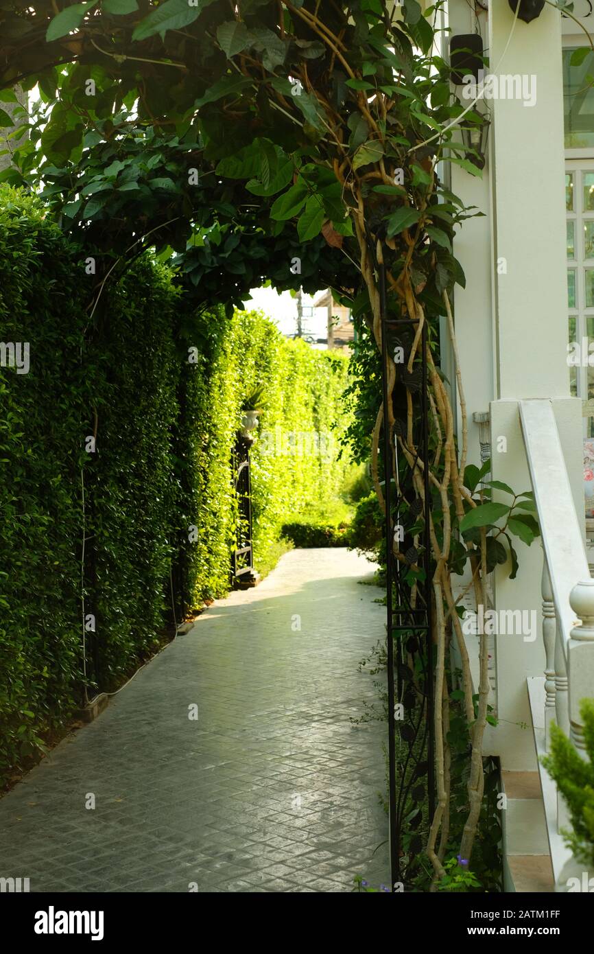 Path walk under green trees Stock Photo - Alamy