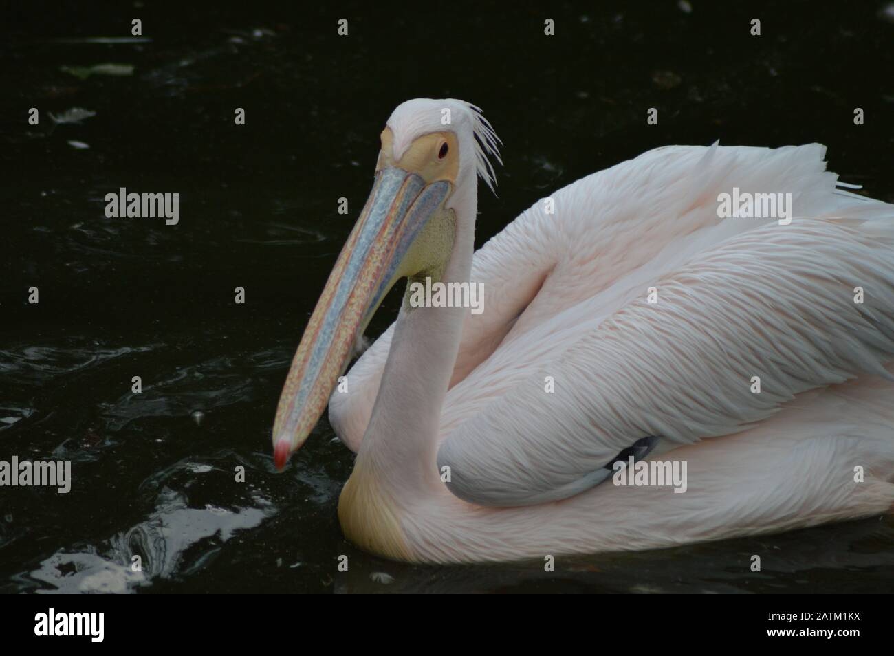 Great white Pelican in South Africa swimming in a river with a green ...