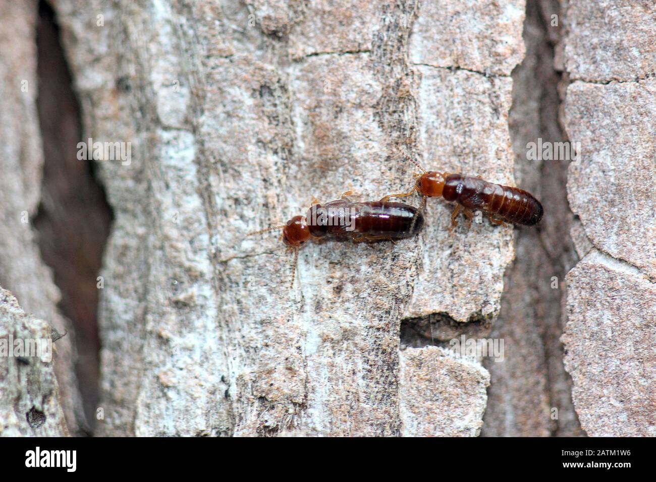Drywood termite hi-res stock photography and images - Alamy
