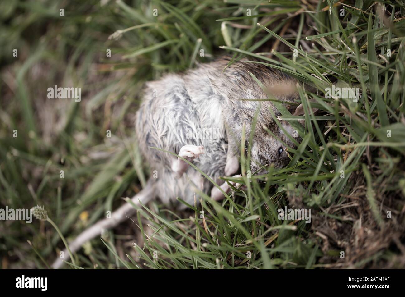 Dead rat hi-res stock photography and images - Alamy